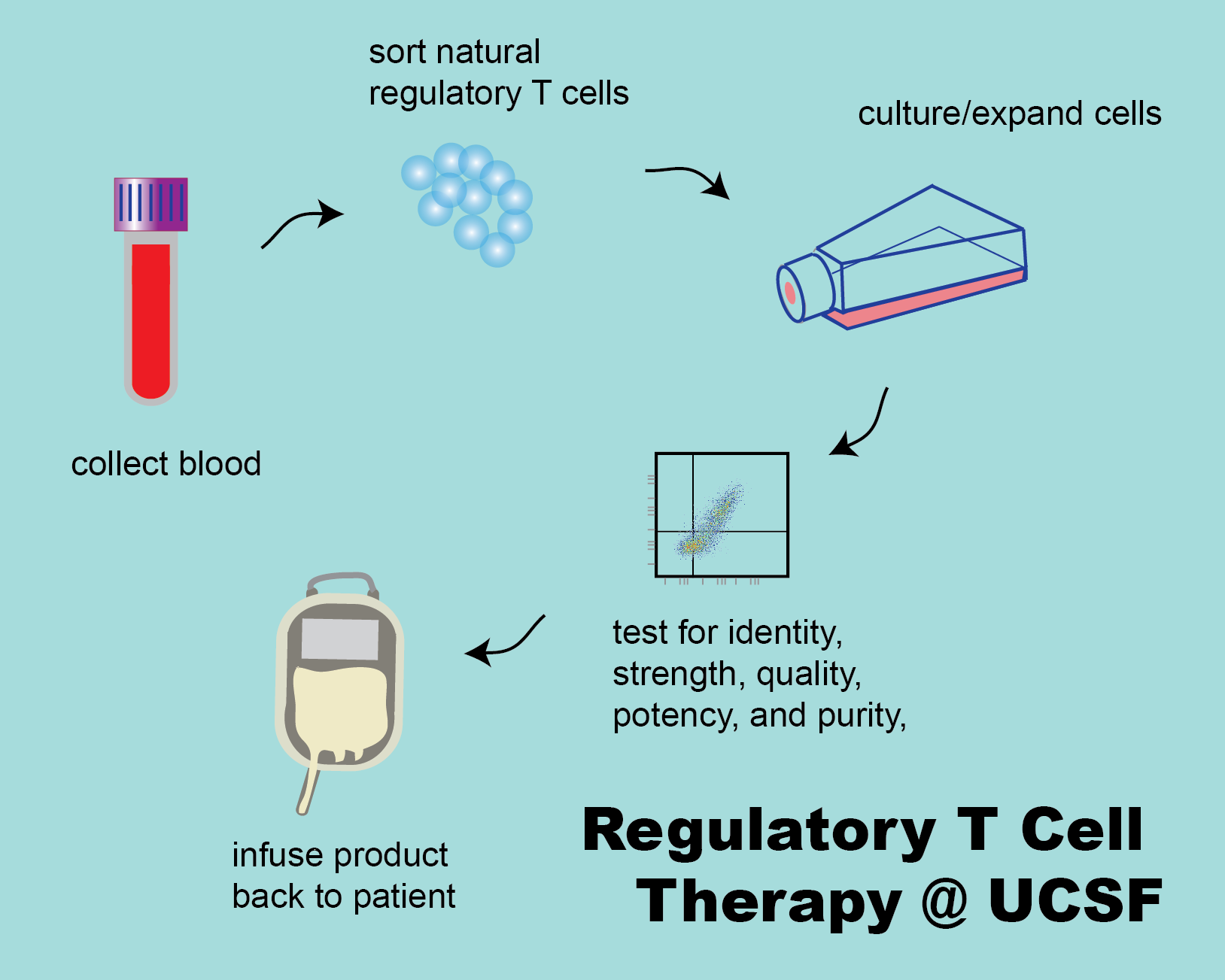Regulatory T Cells